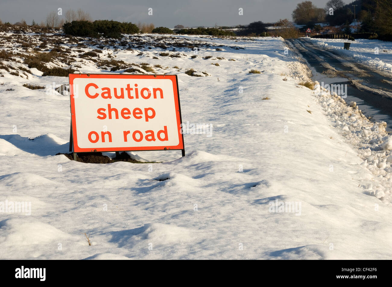 Caution sheep hi-res stock photography and images - Alamy