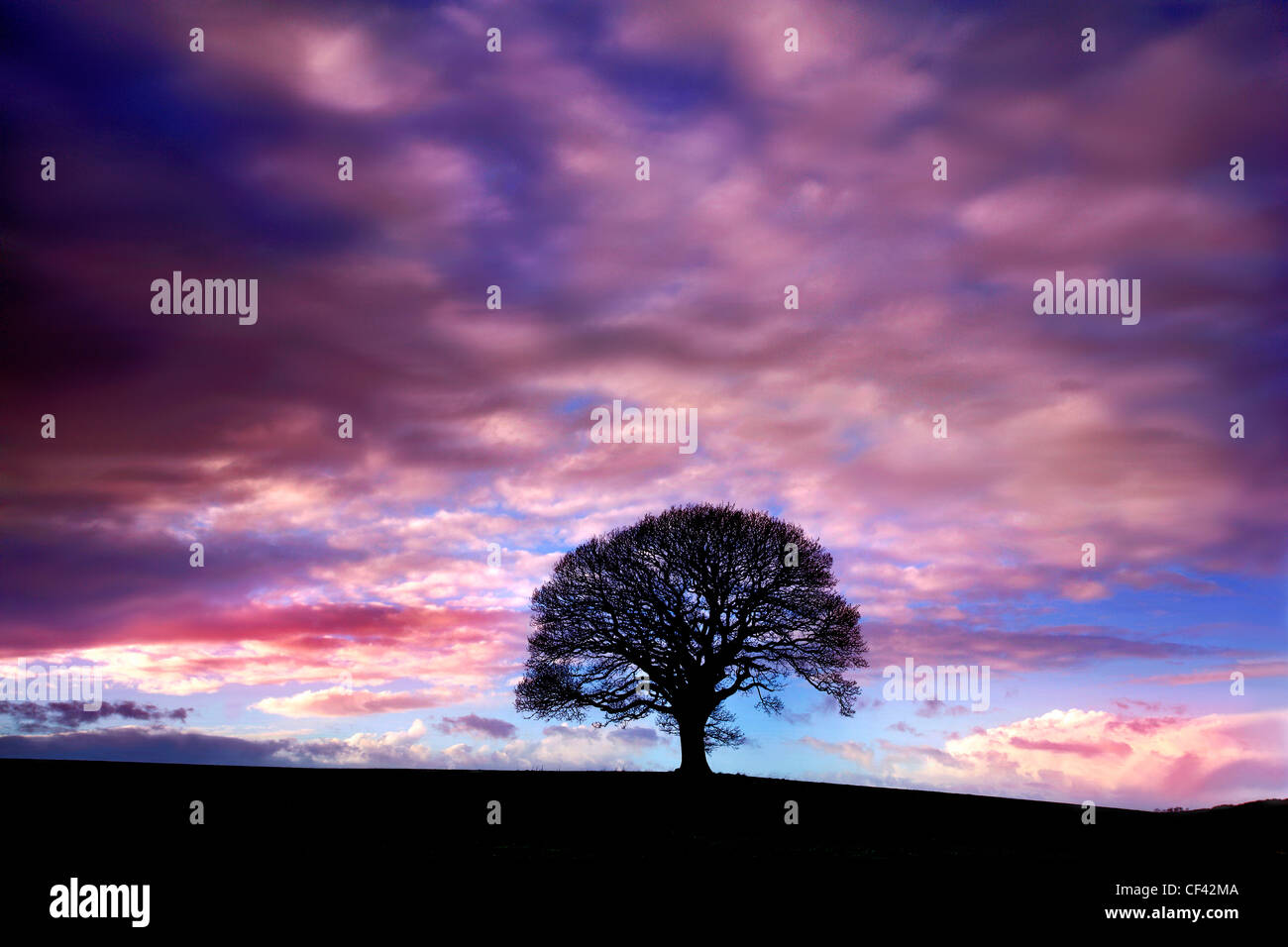 Silhouette twilight tree hi-res stock photography and images - Alamy