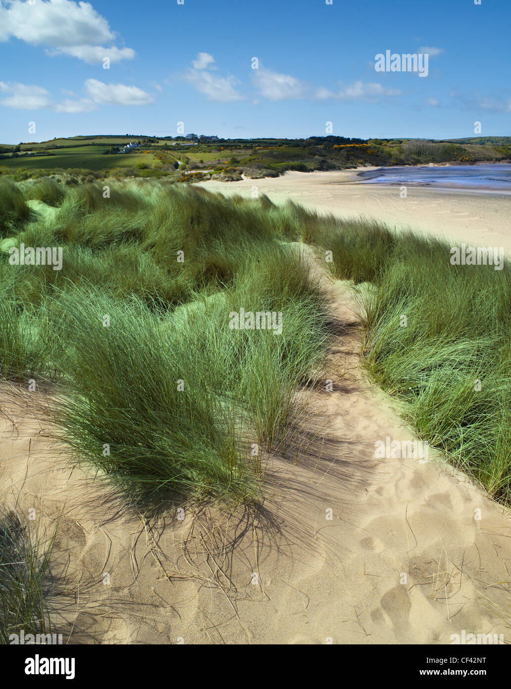 Grassy sand dunes by the beach at Lligwy Bay on the northern coast of ...
