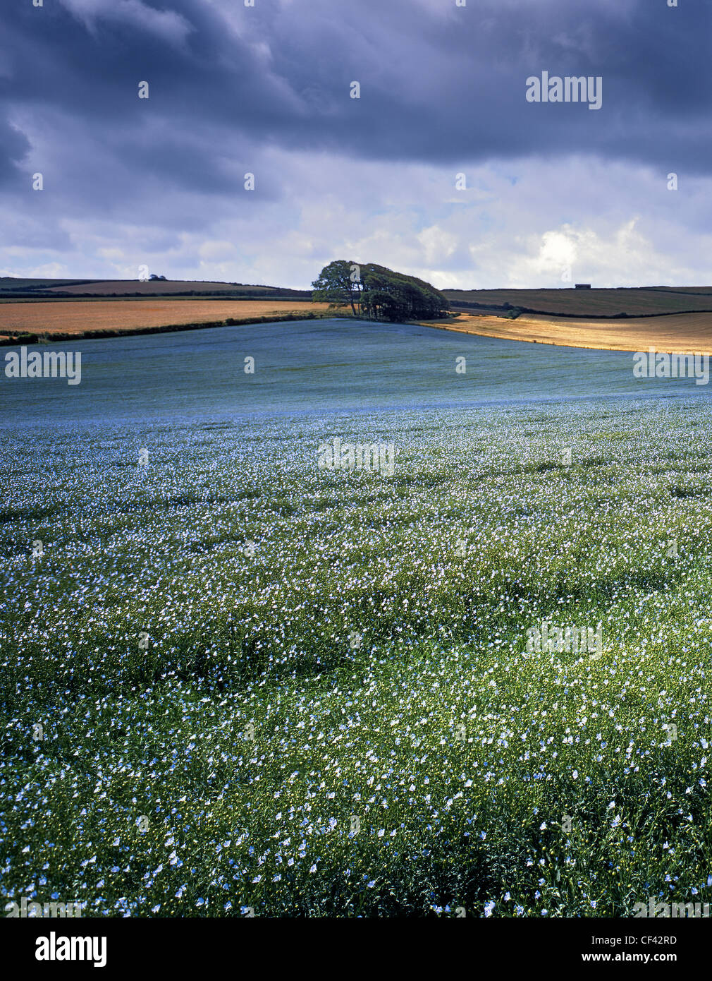Linseed flowers hi-res stock photography and images - Alamy
