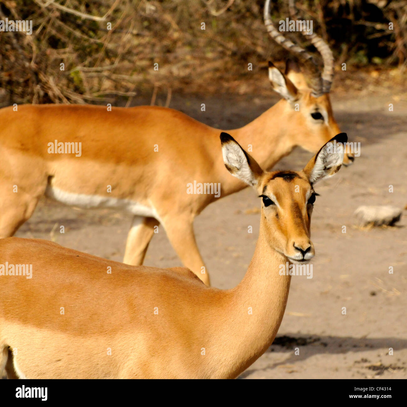 Female impala in Africa Stock Photo - Alamy