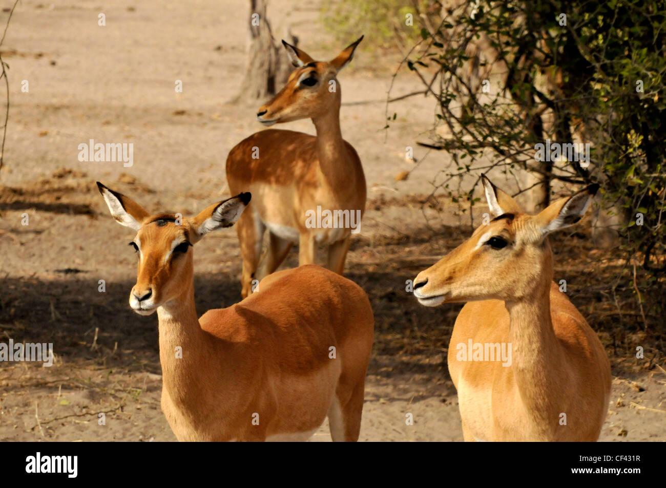 Female impala antelope, Africa Stock Photo - Alamy