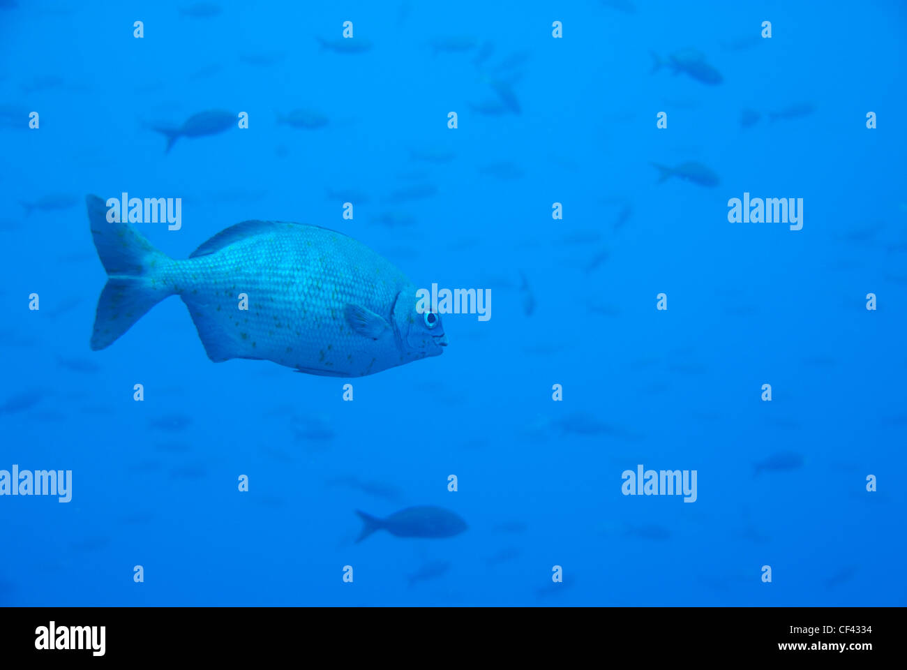 Cortez Sea Chub fishes (Kyphosus elegans), Wolf Island, Galapagos ...