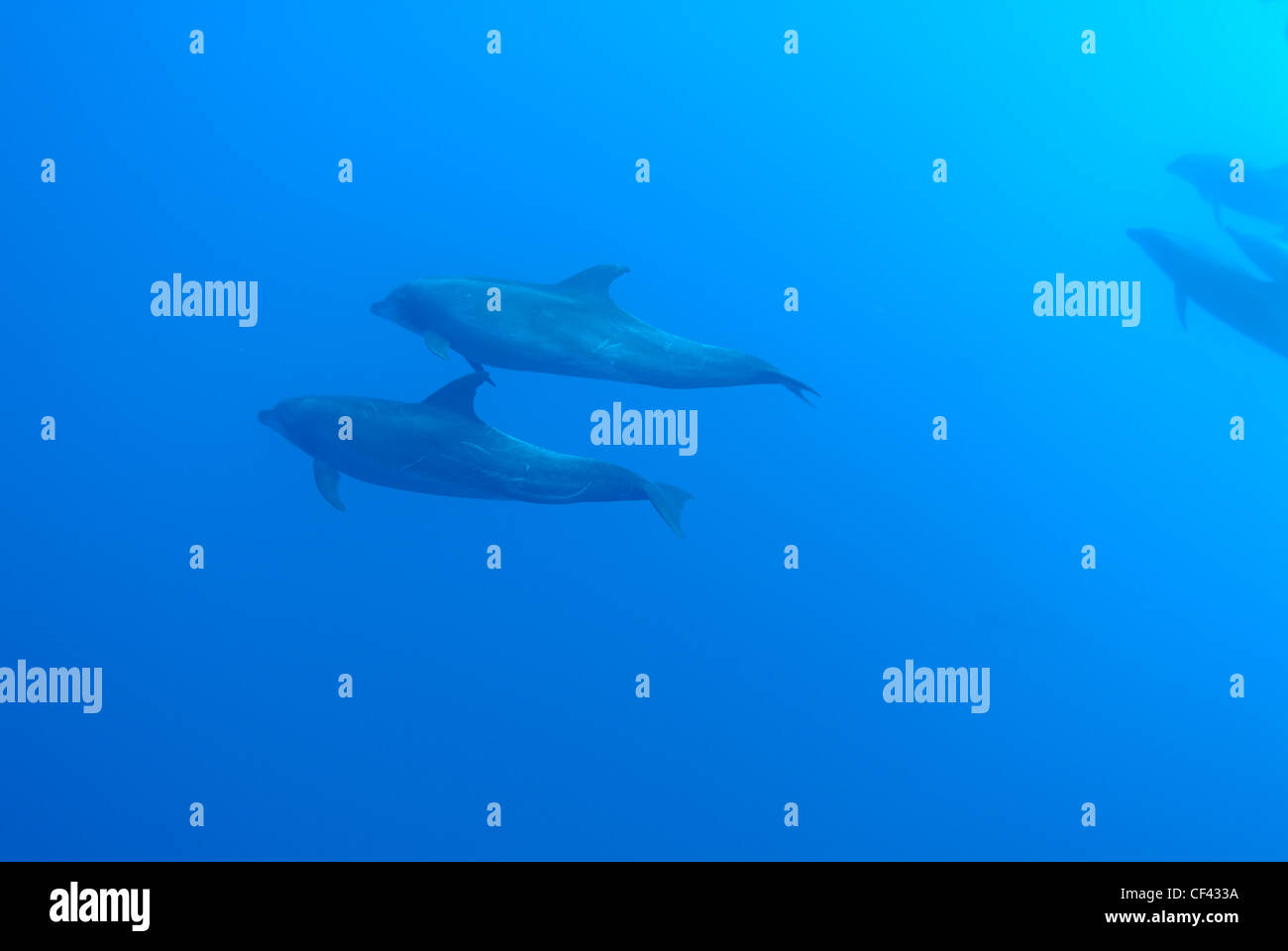 Bottle-nosed dolphins (Tursiops Truncatus)underwater view, Wolf Island ...