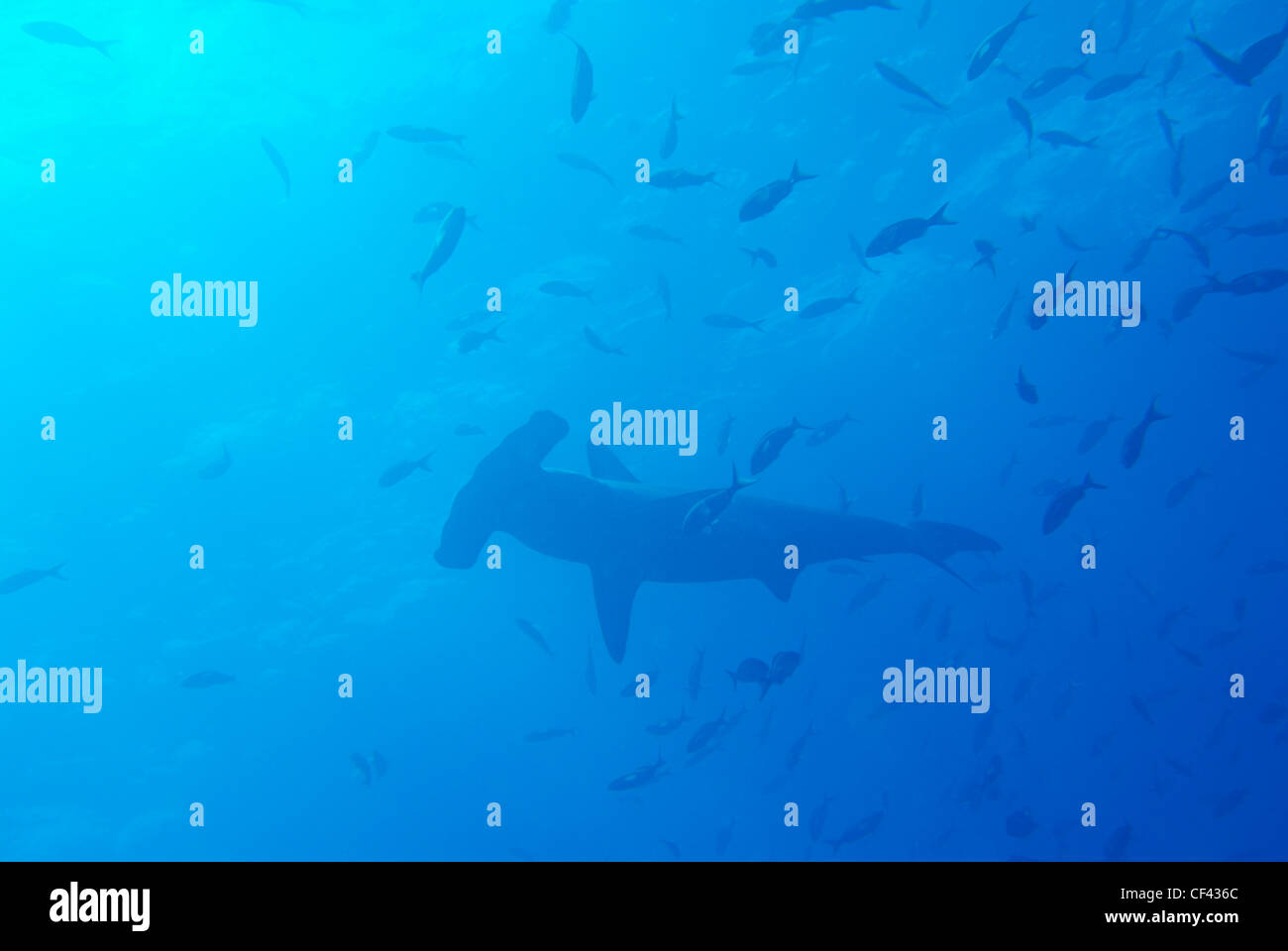 Scalloped hammerhead shark galapagos hi-res stock photography and ...