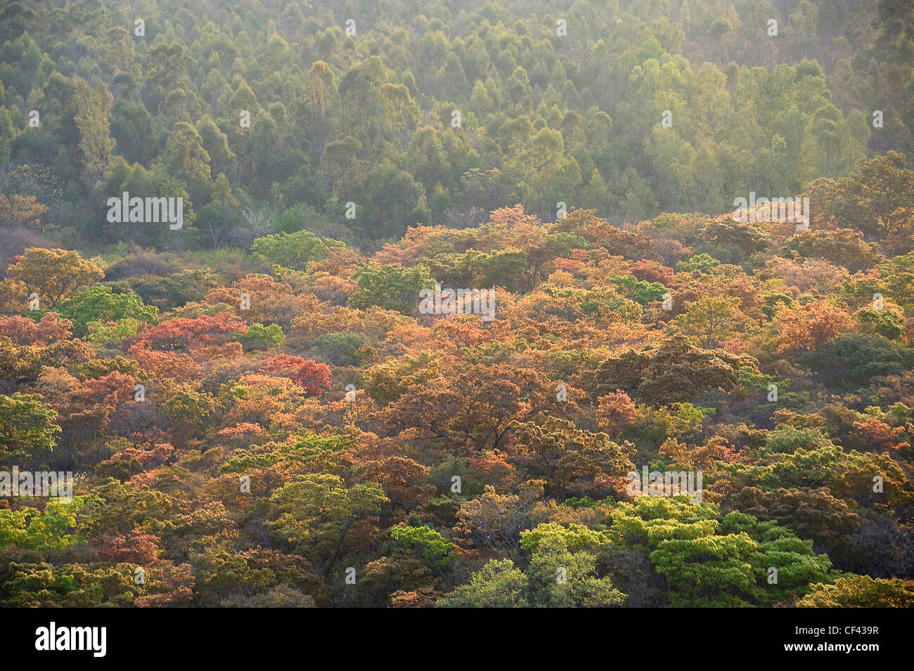 Aerial images of forestry from Zimbabwe Stock Photo - Alamy