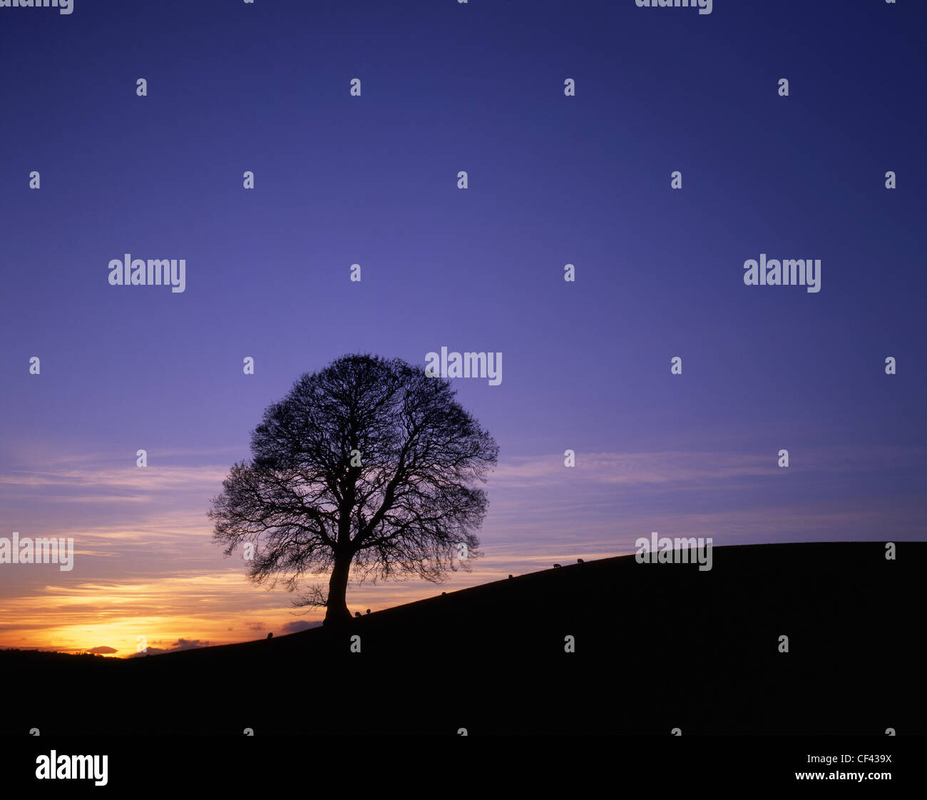 Sheep shadows shadow hi-res stock photography and images - Alamy