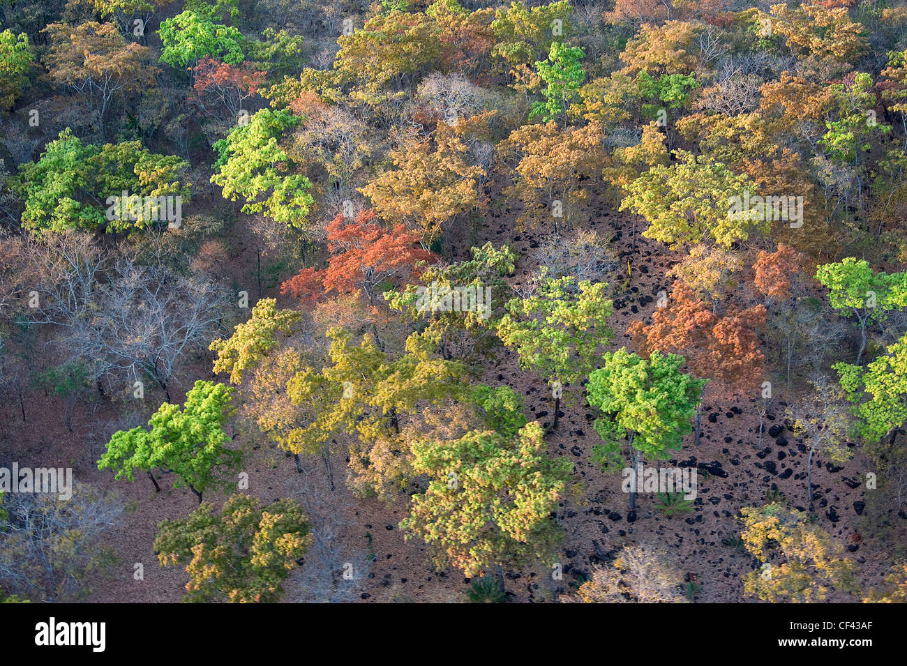 Aerial images of forestry from Zimbabwe Stock Photo - Alamy