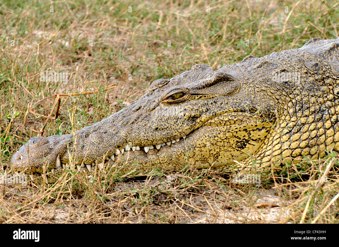 African crocodile hi-res stock photography and images - Alamy