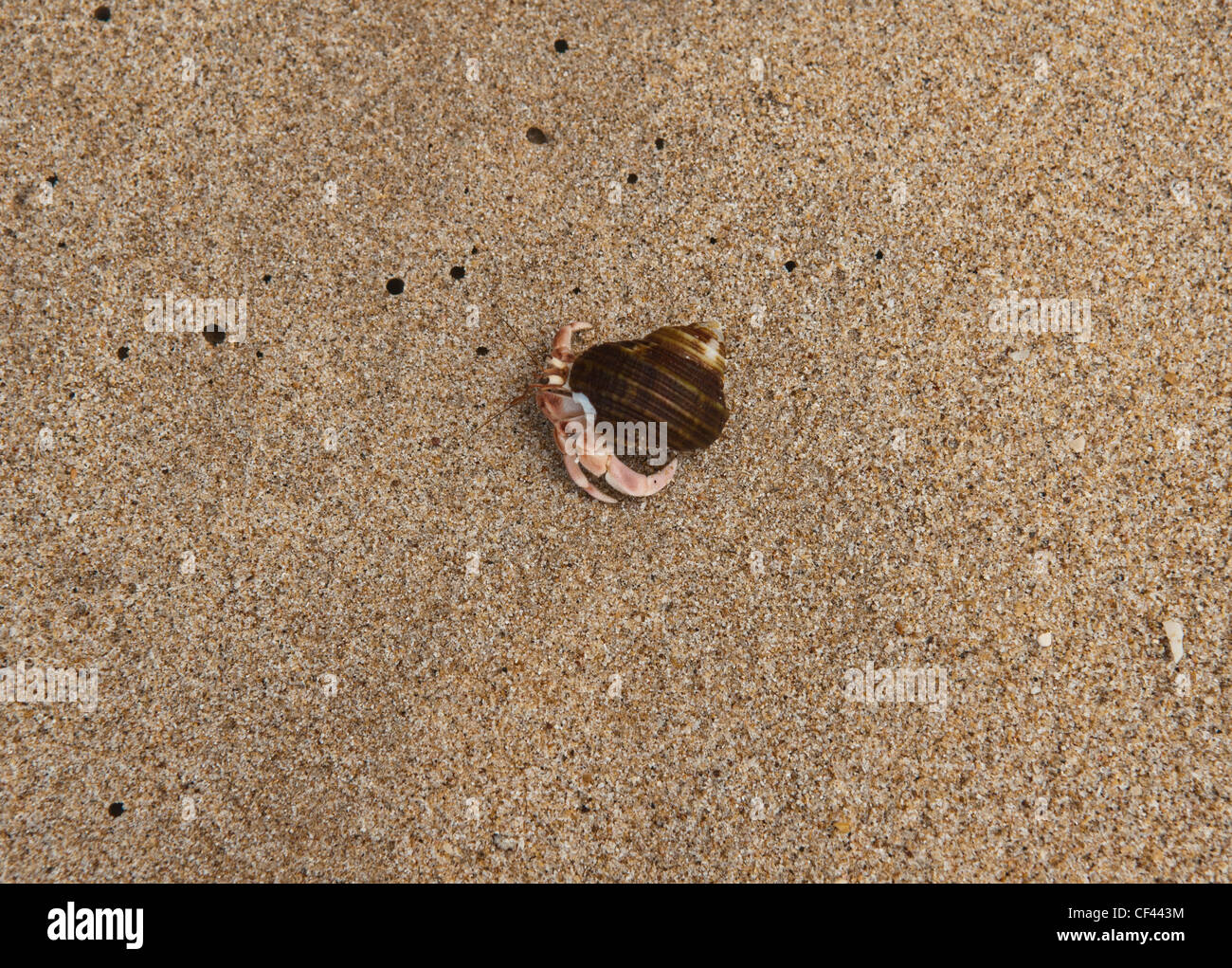 closeup of a hermit crab (Pagurus bernhardus, Eupagurus bernhardus) on ...