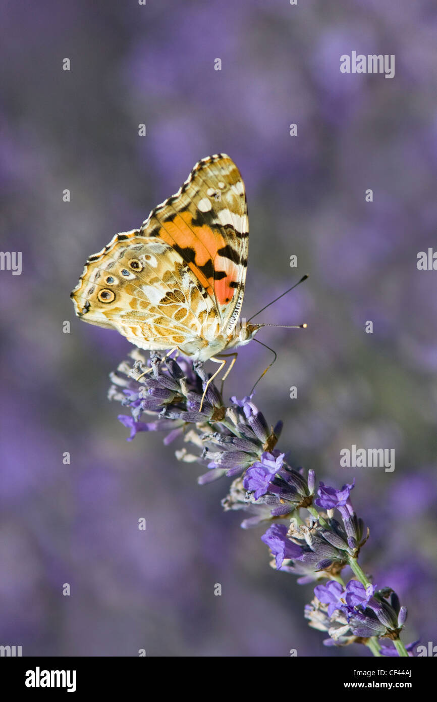 Butterfly provence hi-res stock photography and images - Alamy