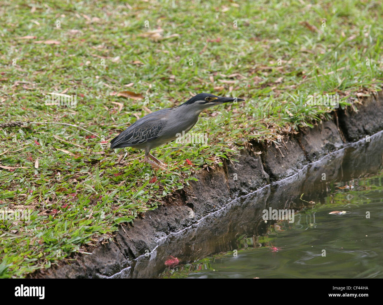 Striated Heron, Butorides striata, in the Botanical Gardens, Mauritius ...