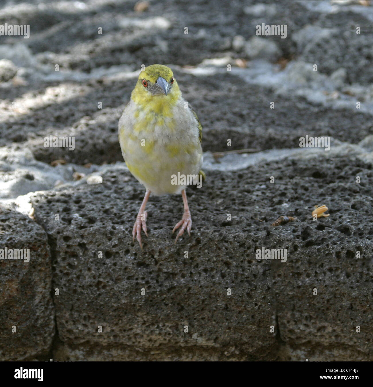 Female weaver hi-res stock photography and images - Alamy