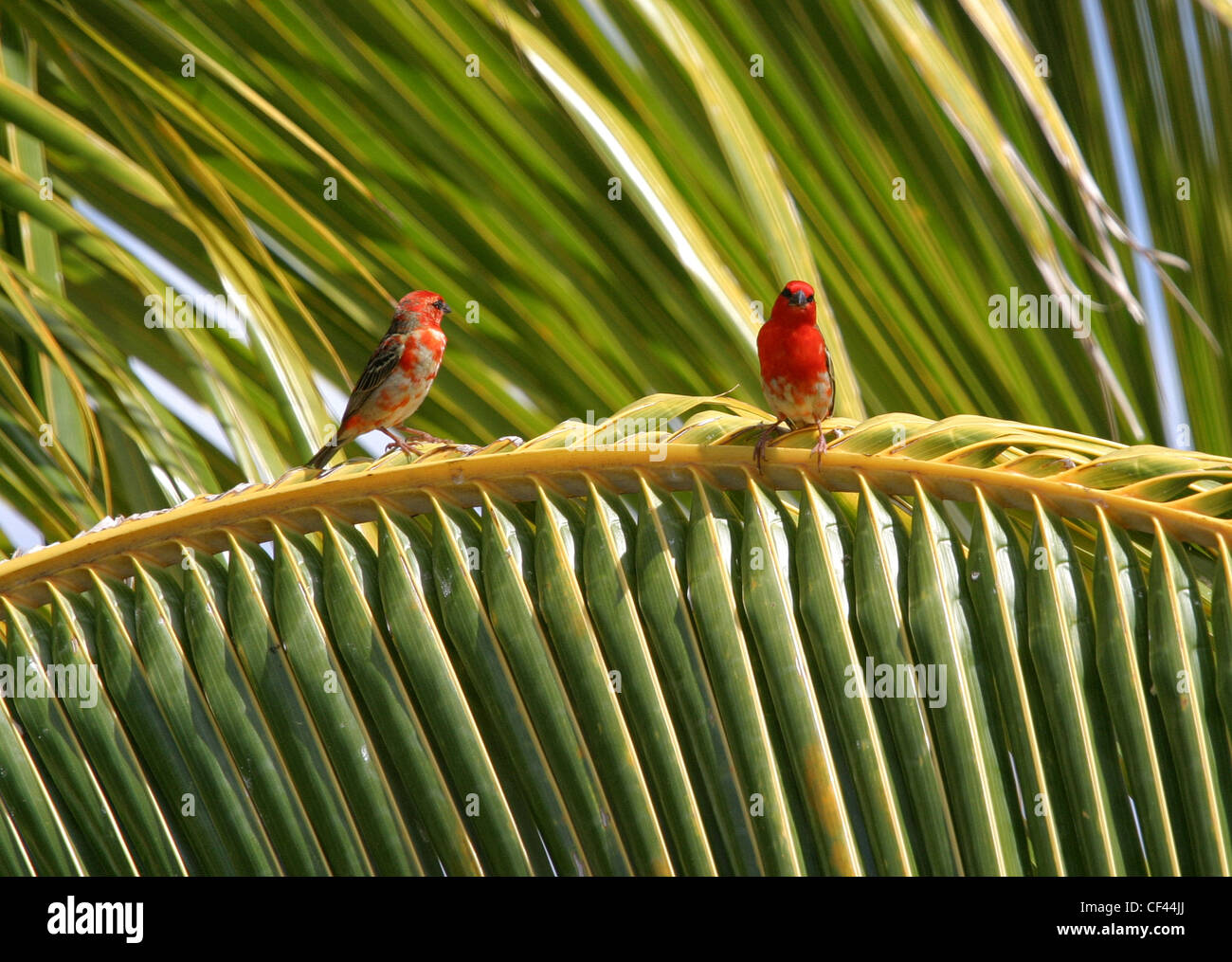 Red fodies hi-res stock photography and images - Alamy