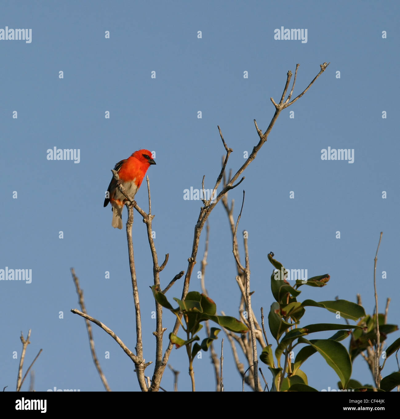 Mauritius and madagascar hi-res stock photography and images - Alamy