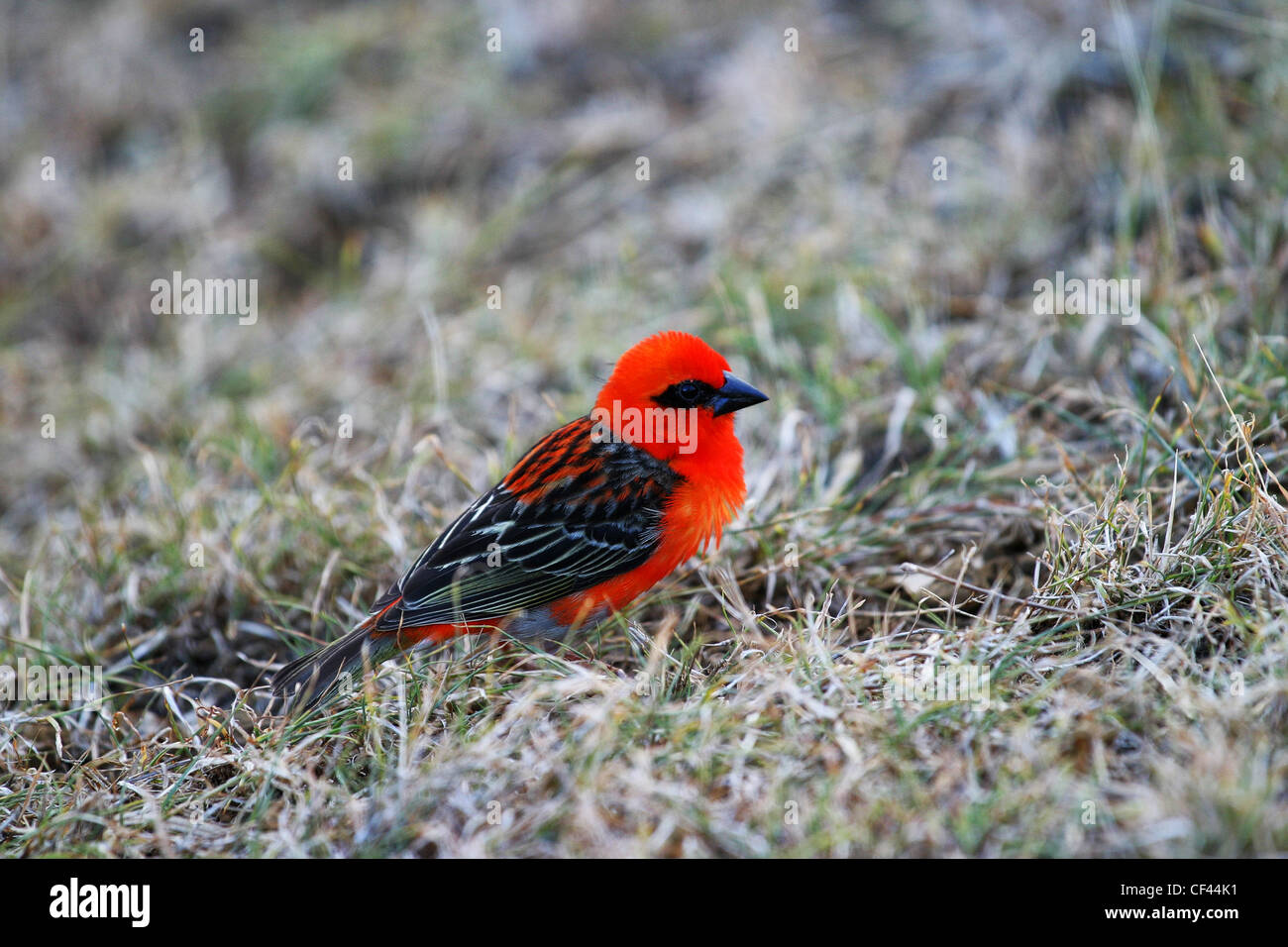 Red Fody or Madagascar Fody in Mauritius Stock Photo - Alamy