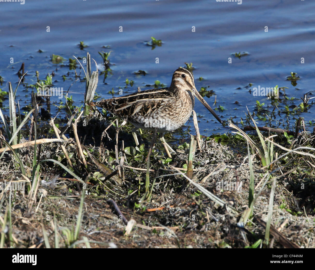 Snipe bird hi-res stock photography and images - Alamy