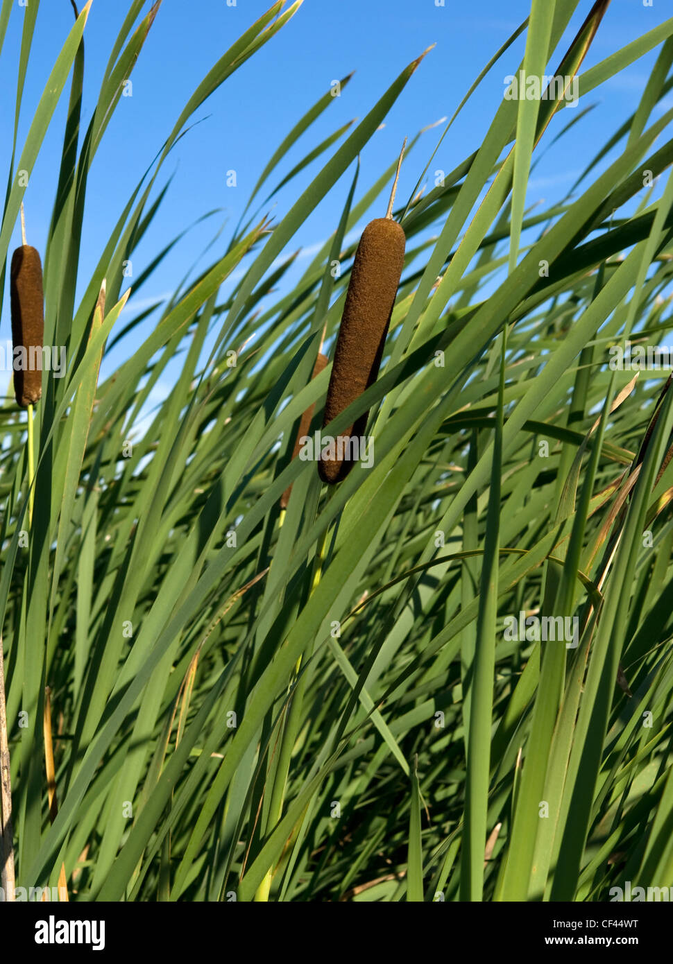 jungles of raupo (reed Stock Photo - Alamy