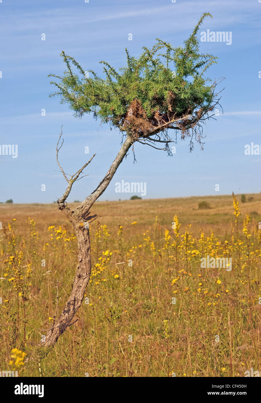 Blue yellow juniper hi-res stock photography and images - Alamy