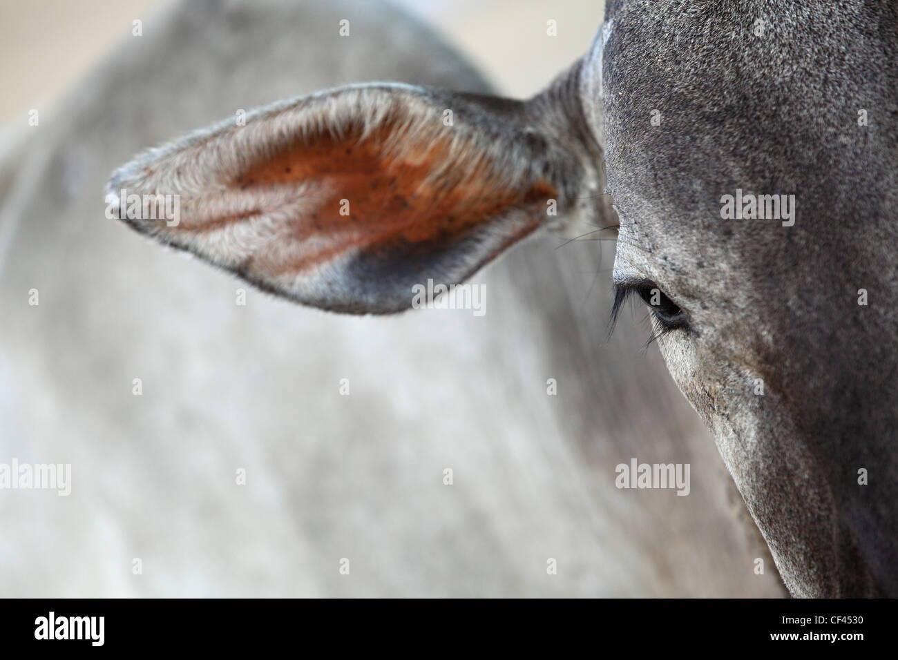 Cattle close up Andhra Pradesh South India Stock Photo - Alamy
