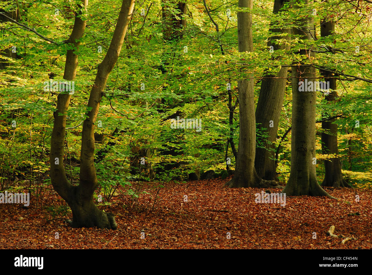 Burnham beeches hi-res stock photography and images - Alamy