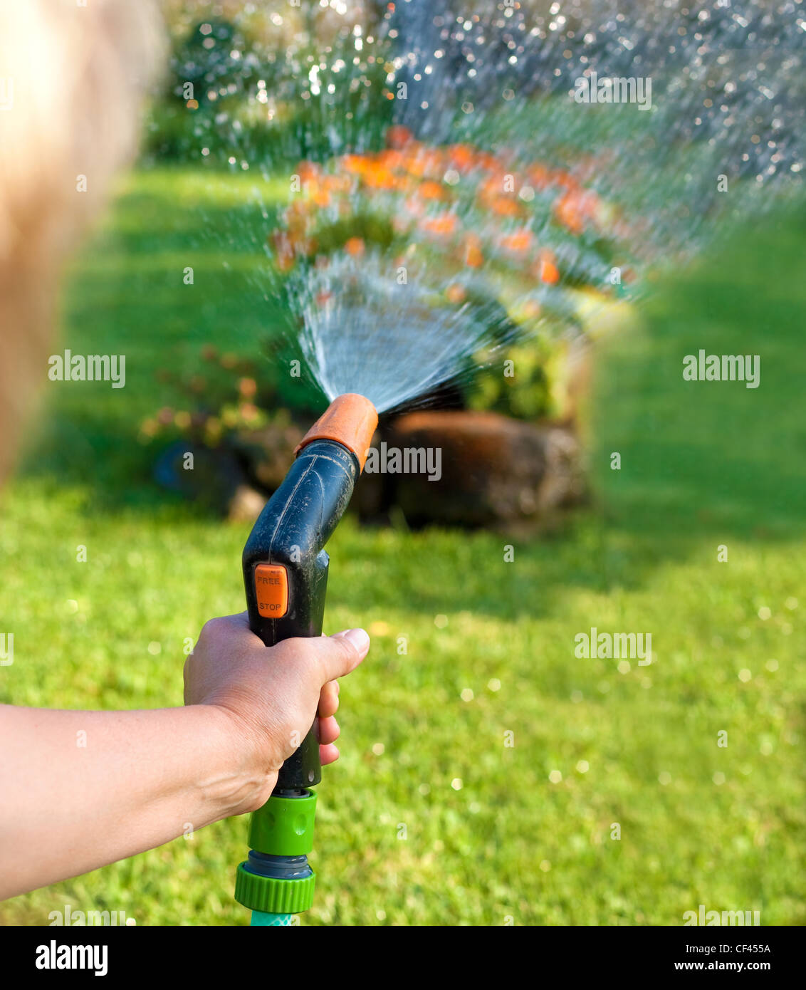Female hand watering the grass and flowers with a garden hose with ...