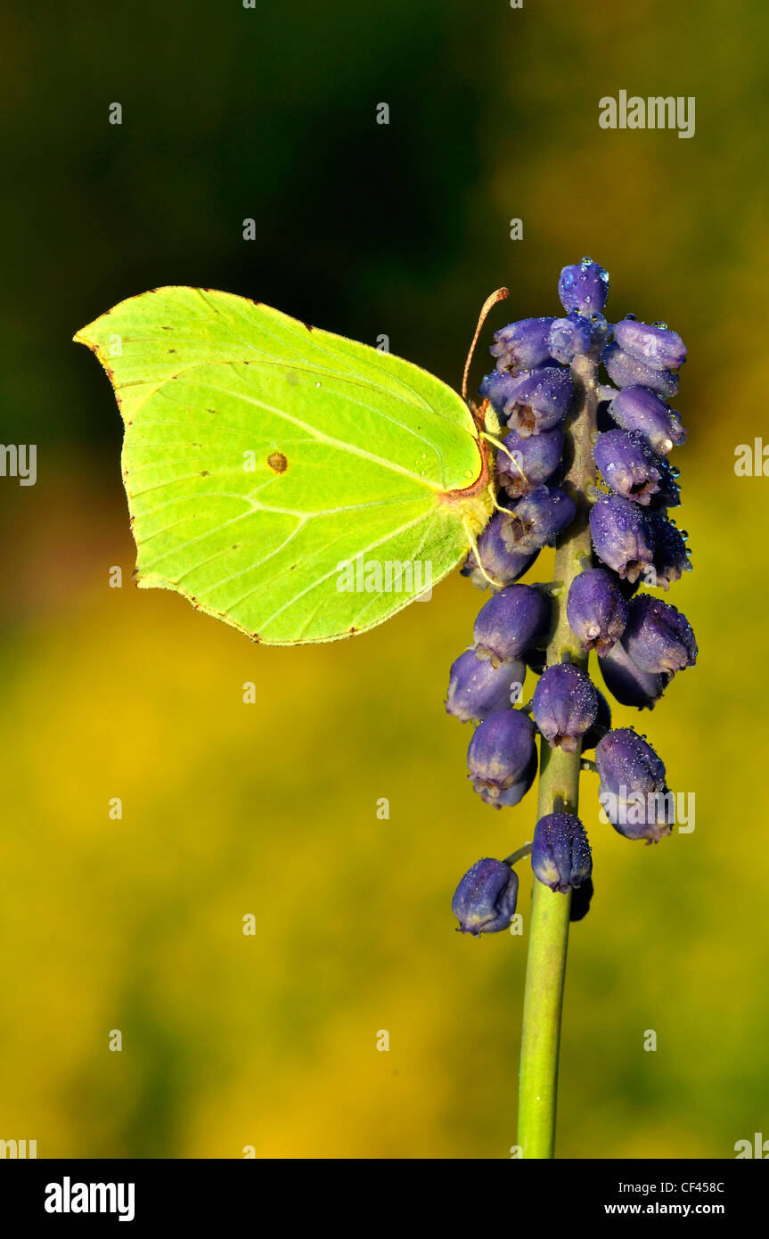Yellow butterfly brimstone sulphur hi-res stock photography and images ...