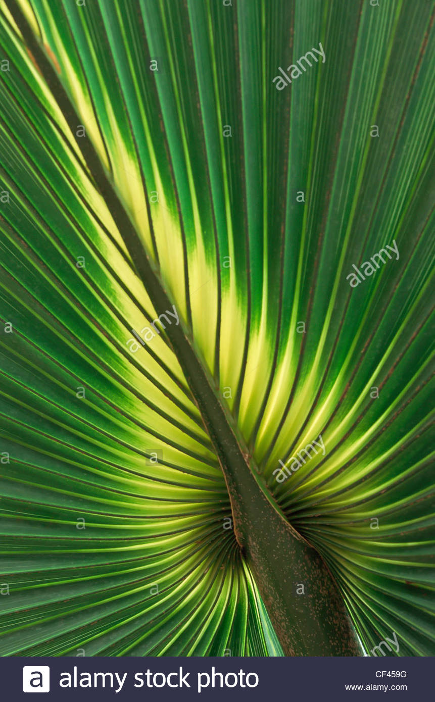 Sabal Palm Leaf Stock Photos & Sabal Palm Leaf Stock Images - Alamy