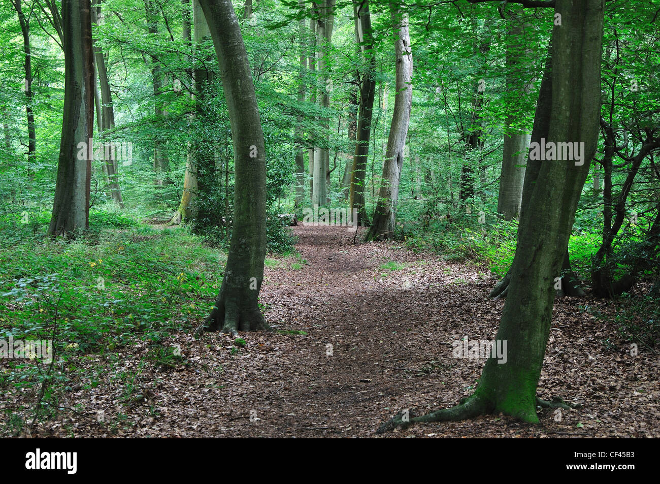 A view of Harpsden and Peveril Wood with a path going through the trees ...