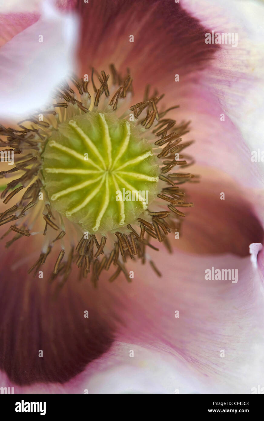 underside detail of purple poppy Stock Photo - Alamy