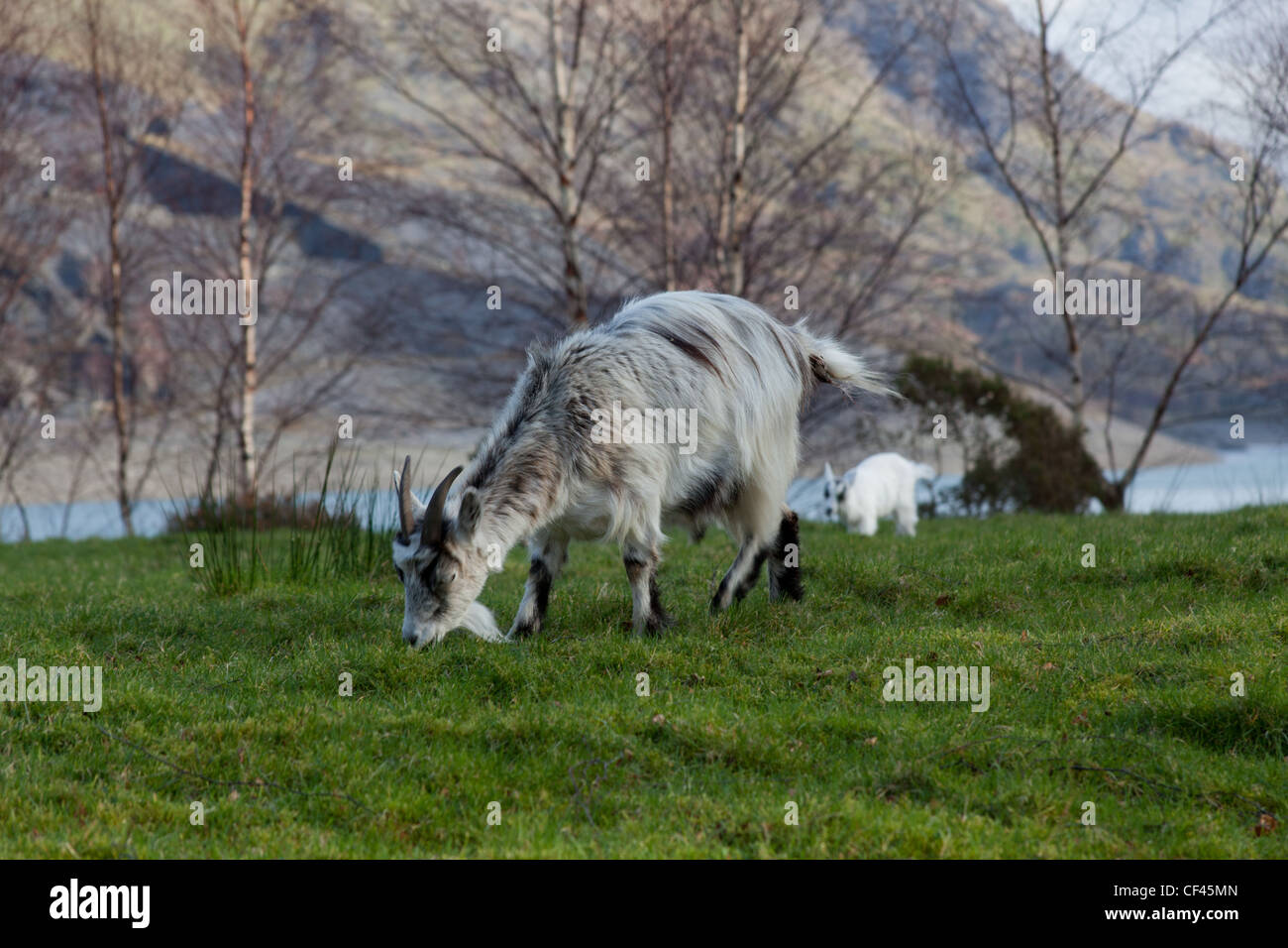 Goats grazing by the lake, Llanberis, North Wales Stock Photo - Alamy