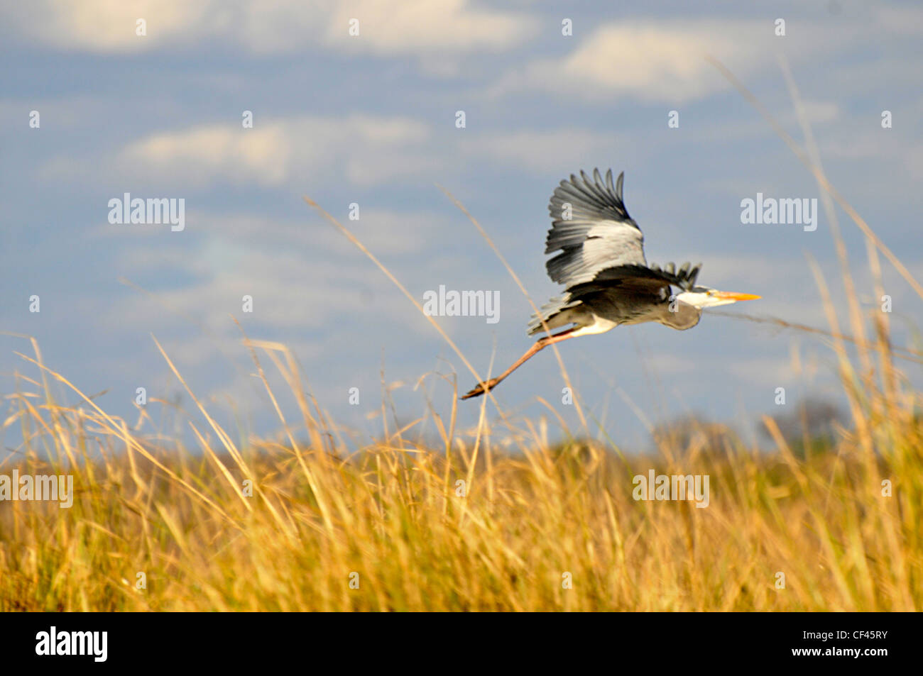 Large bird takes flight in the Okavango Delta Stock Photo - Alamy