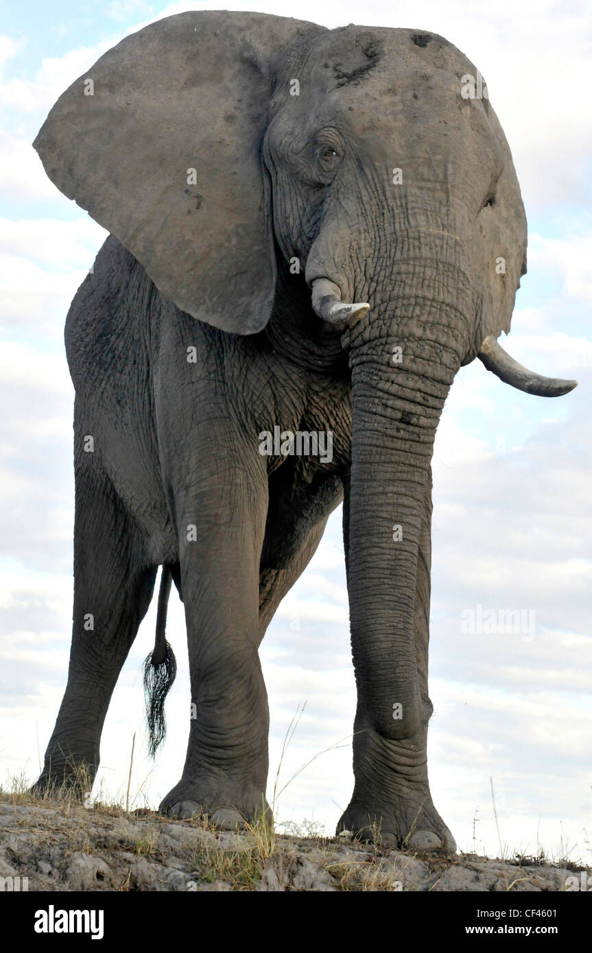 Old African male elephant approaching river Stock Photo - Alamy