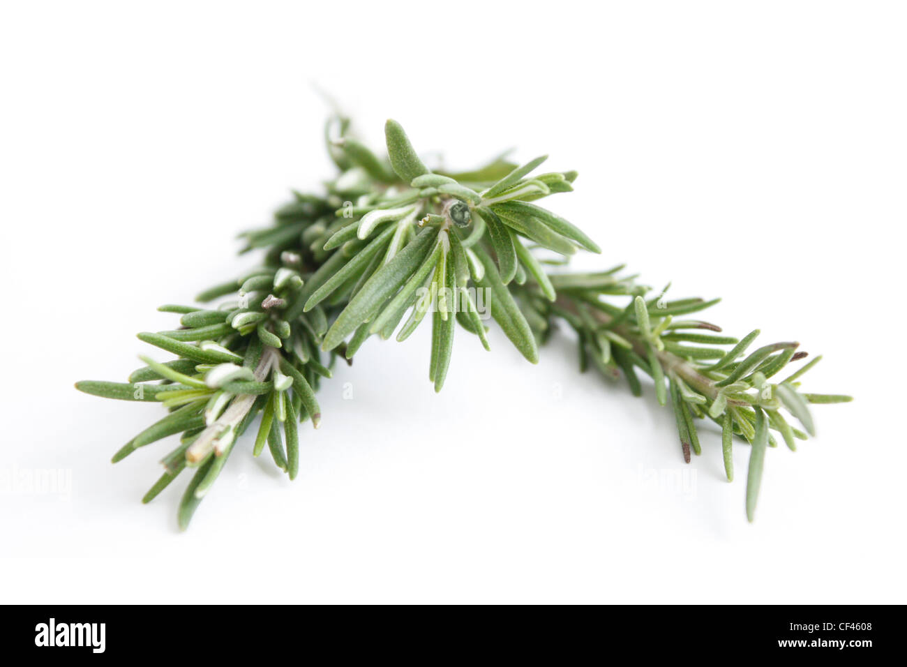 Fragrant rosemary herbs isolated on white Stock Photo - Alamy