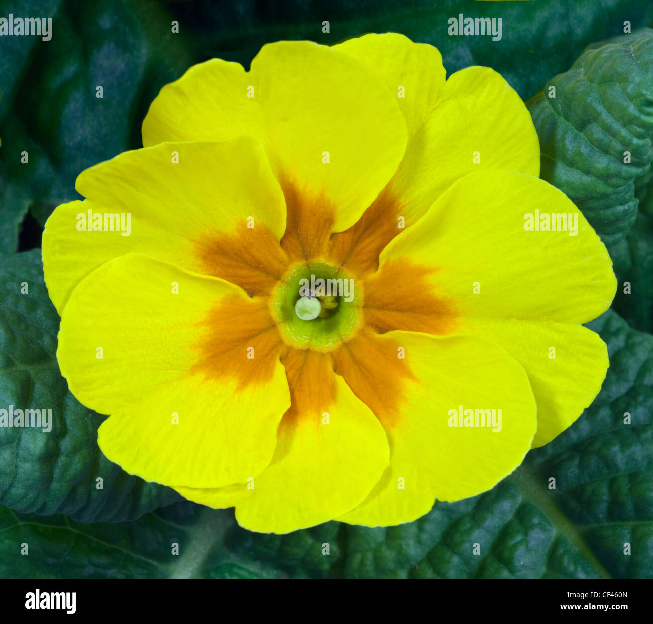 Primulas and gold hi-res stock photography and images - Alamy