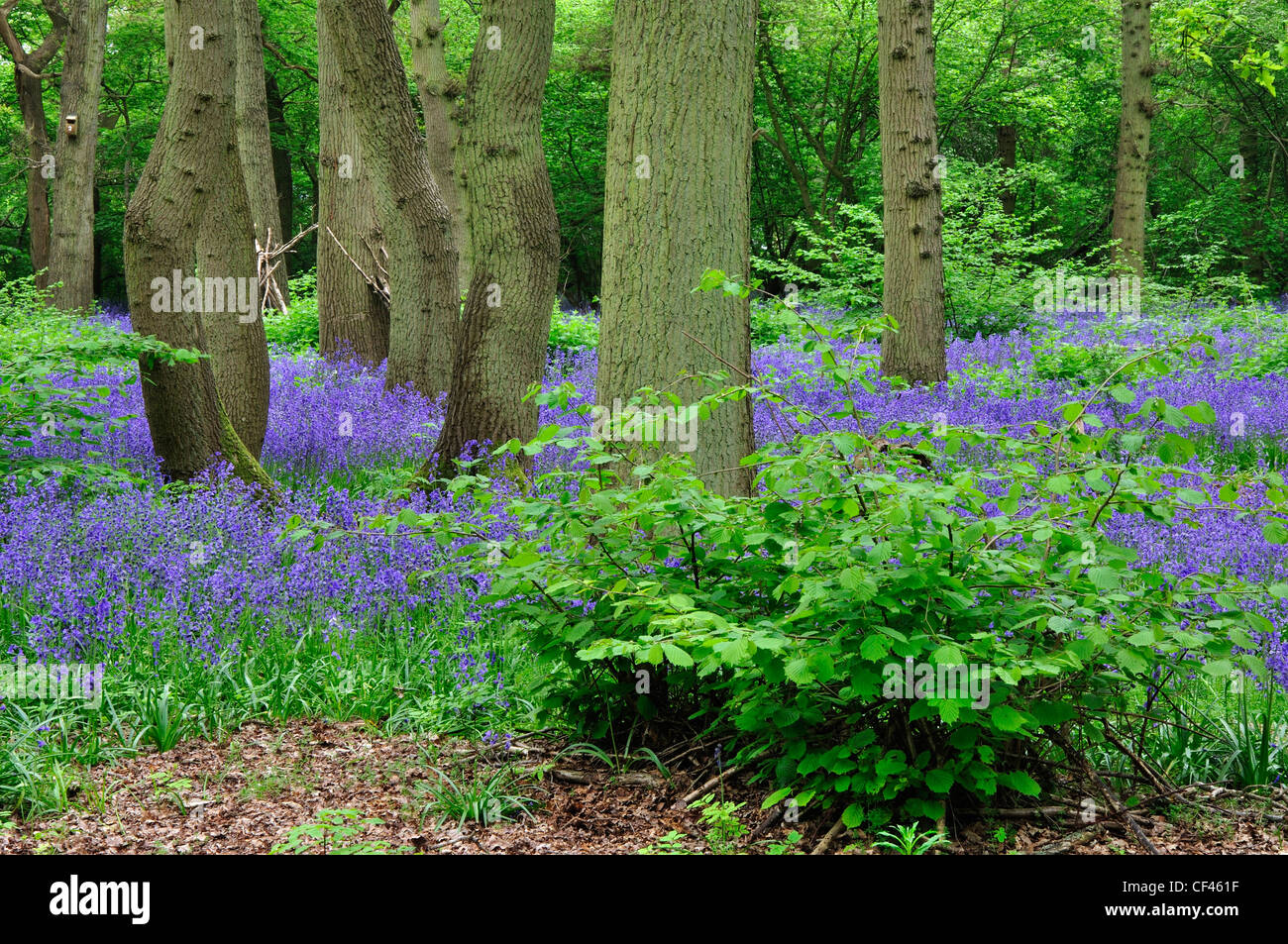 Wiltshire wildlife hi-res stock photography and images - Alamy