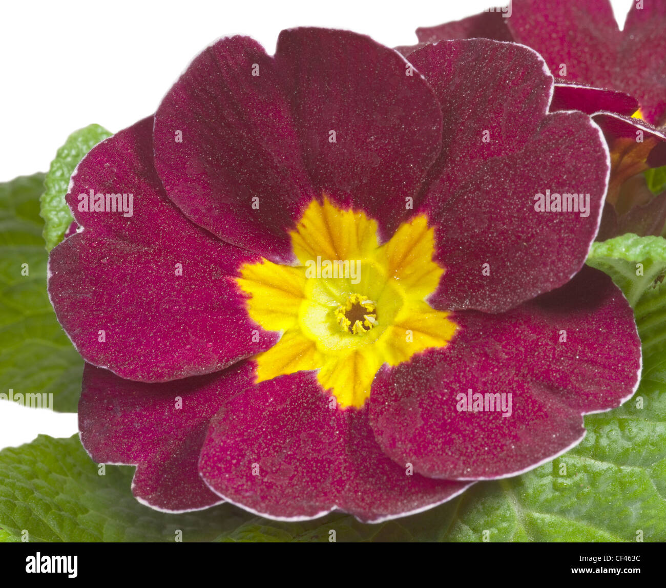 Red primula flowers hi-res stock photography and images - Alamy