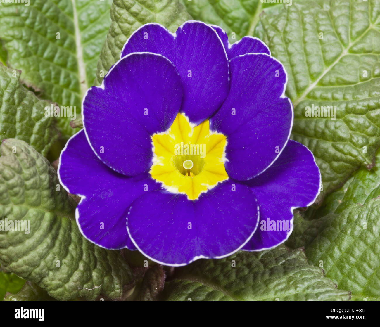 Mauve primula hi-res stock photography and images - Alamy