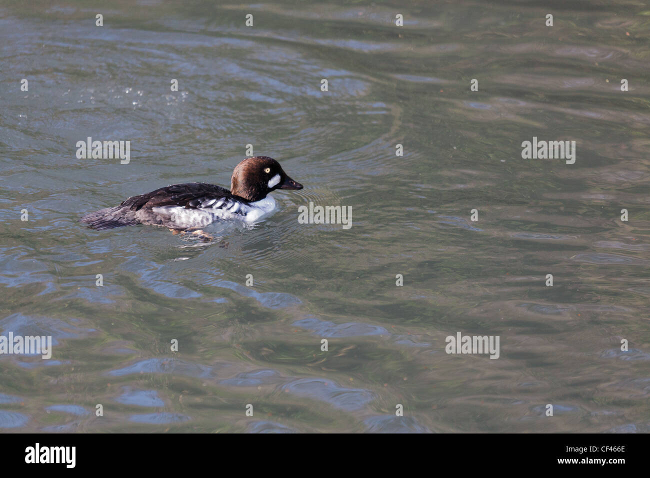 Female Barrow's Goldeneye bucephala islandica Stock Photo - Alamy