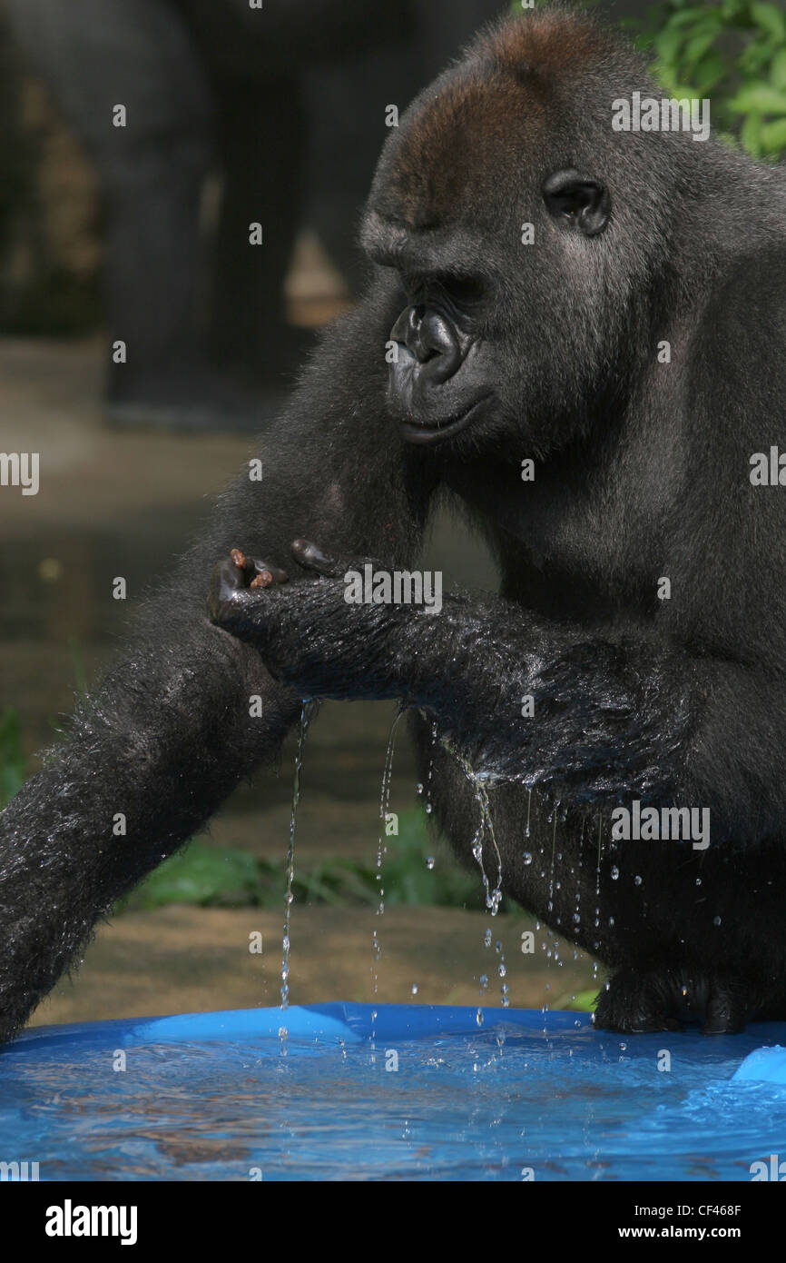 Gorilla family in zoo hi-res stock photography and images - Alamy