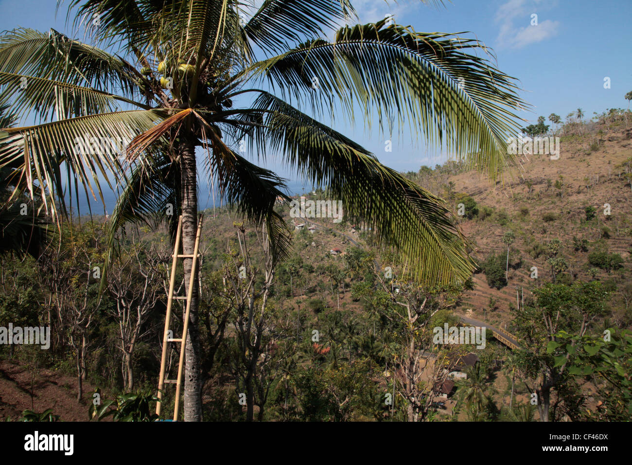 A coconut tree, Bali, Indonesia Stock Photo - Alamy
