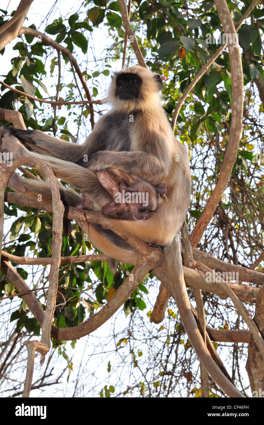 Indian langur of mudumalai hi-res stock photography and images - Alamy