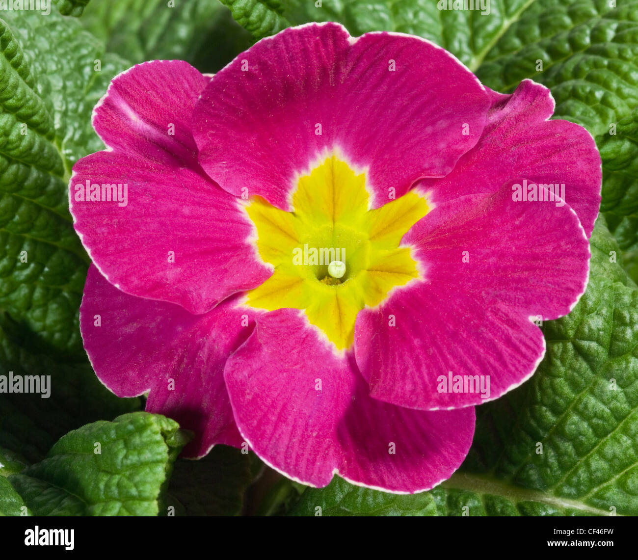 Pimulas hi-res stock photography and images - Alamy
