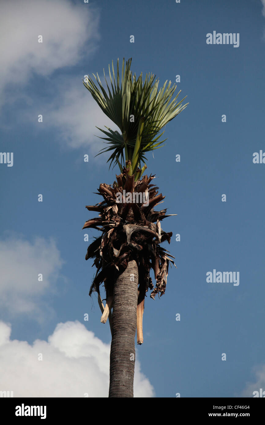 Top section of a coconut tree hi-res stock photography and images - Alamy