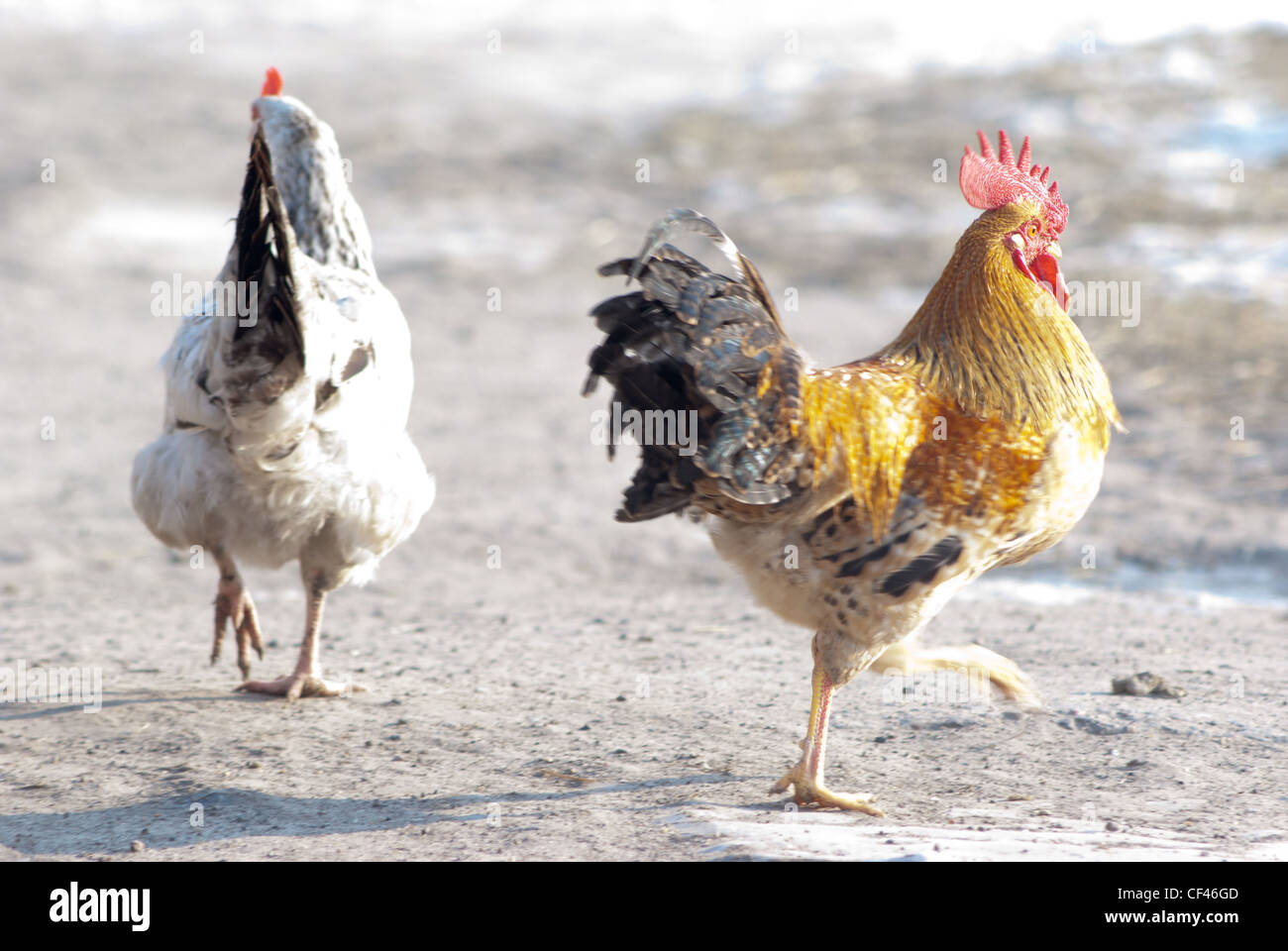 Image shows nature farm chicken searching for food, animal series Stock ...