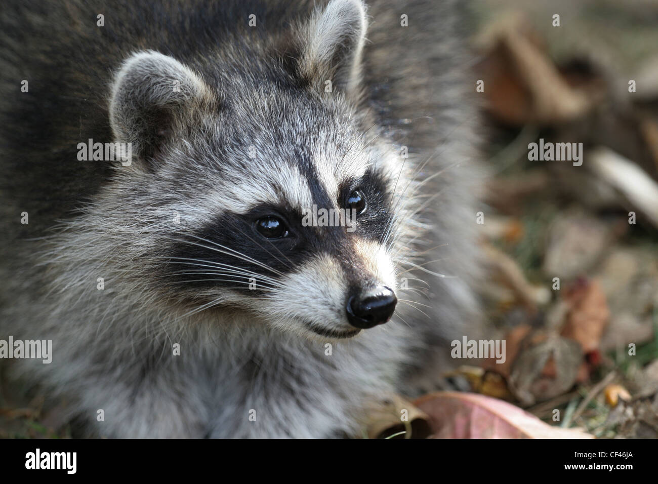 raccoon in garden ohio Stock Photo - Alamy