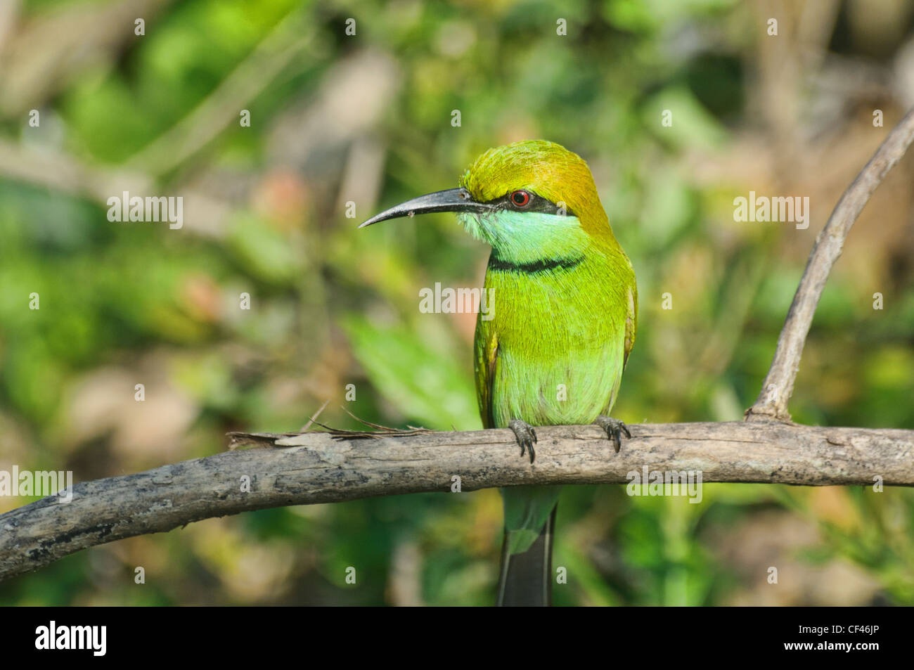 a green bee eater (Merops orientalis) in Yala National Park, Sri Lanka ...
