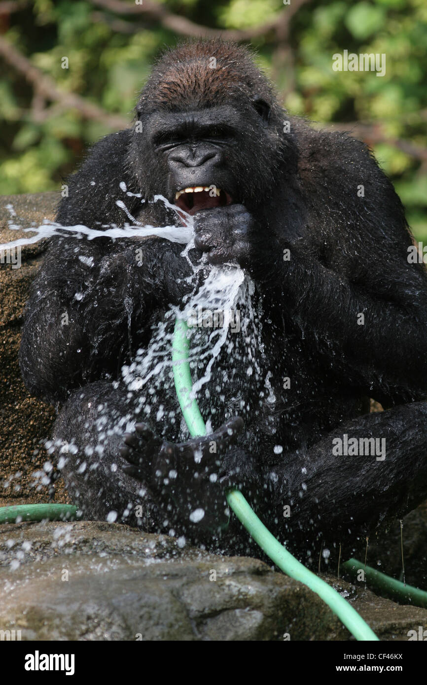 Cincinnati zoo gorilla hi-res stock photography and images - Alamy