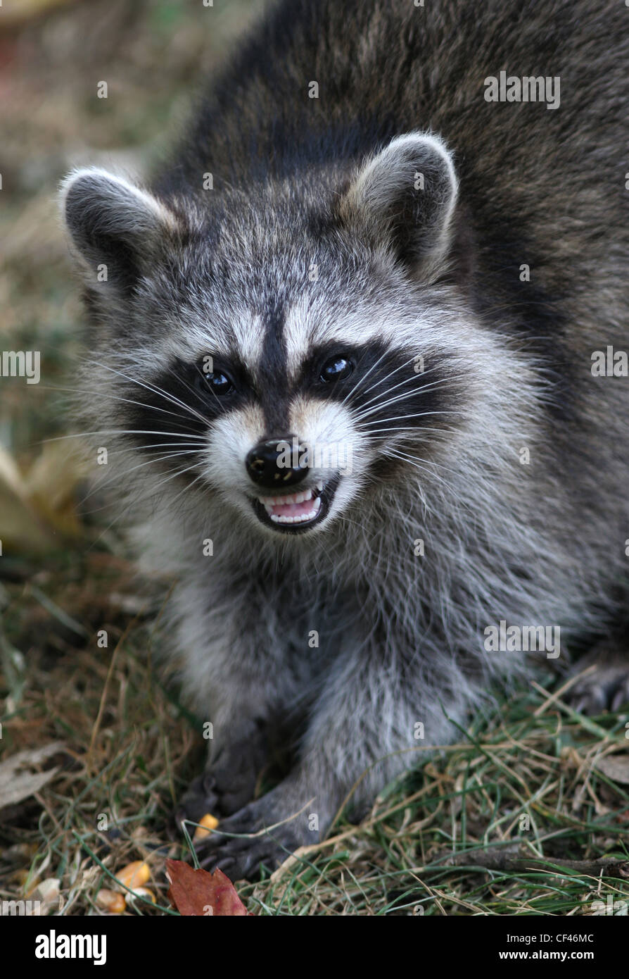 raccoon in garden ohio Stock Photo - Alamy