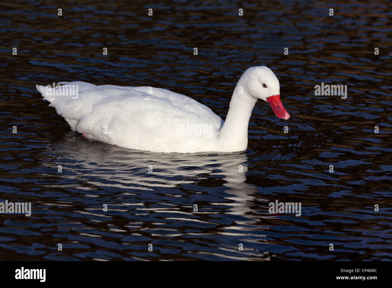 Coscoroba Swan coscoroba coscoroba Stock Photo - Alamy
